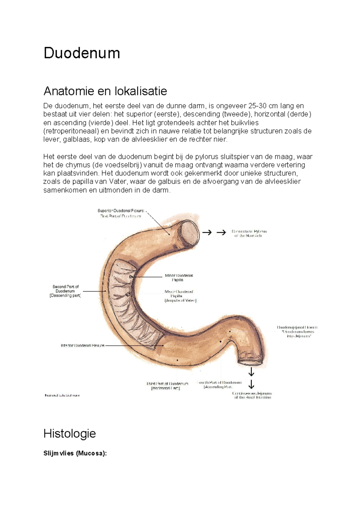 Anatomie van het Duodenum: Structuur, Histologie en Functies - Studeersnel