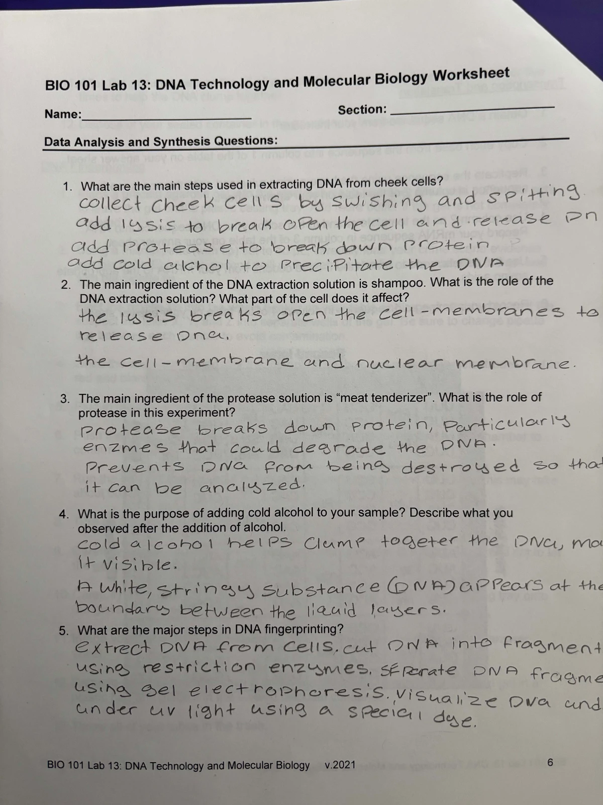 BIO 101 Lab 13: DNA Technology & Molecular Bio Worksheet Analysis - Studocu