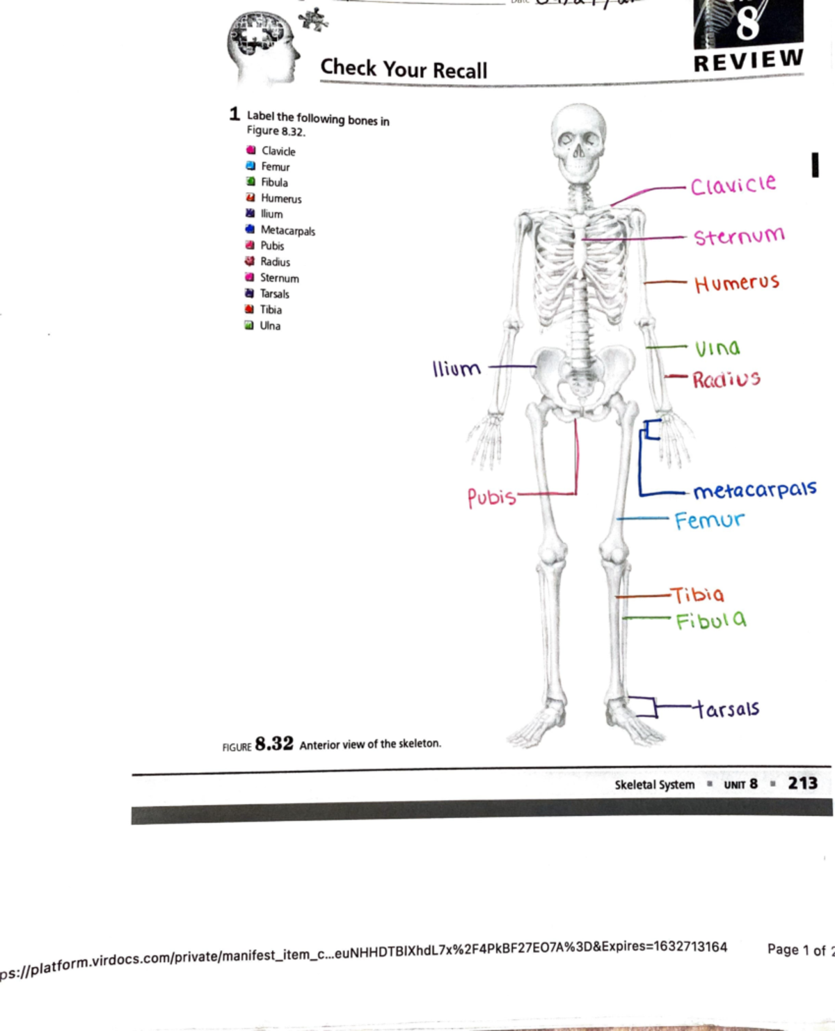 Unit 18 skeletal system - Check Your Recall 1 Label the following bon. Figure 8. 32. es'" II ...