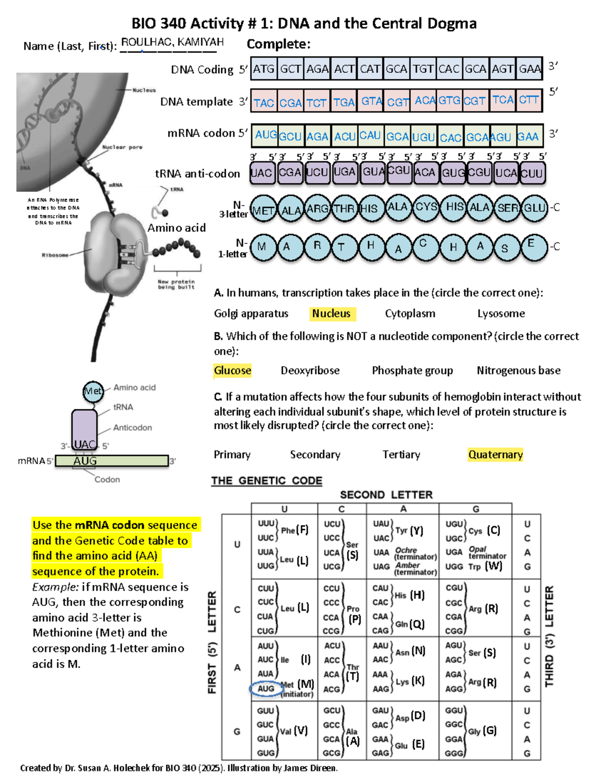 BIO 340 Activity 1: DNA & Central Dogma Overview - Summer A 2025 - Studocu