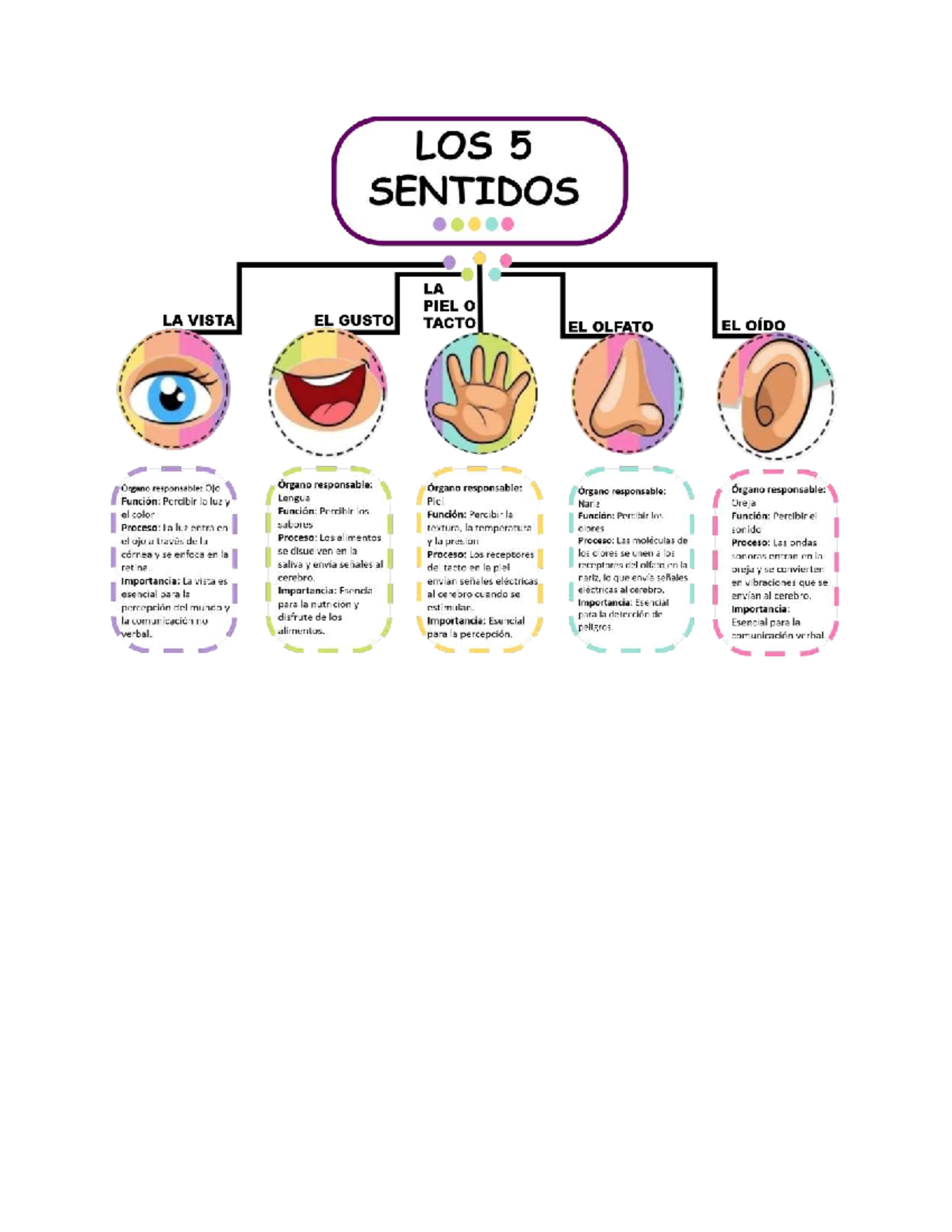 LOS 5 SENTIDOS: PIEL, VISTA, GUSTO, TACTO, OLFATO, OÍDO - Studocu