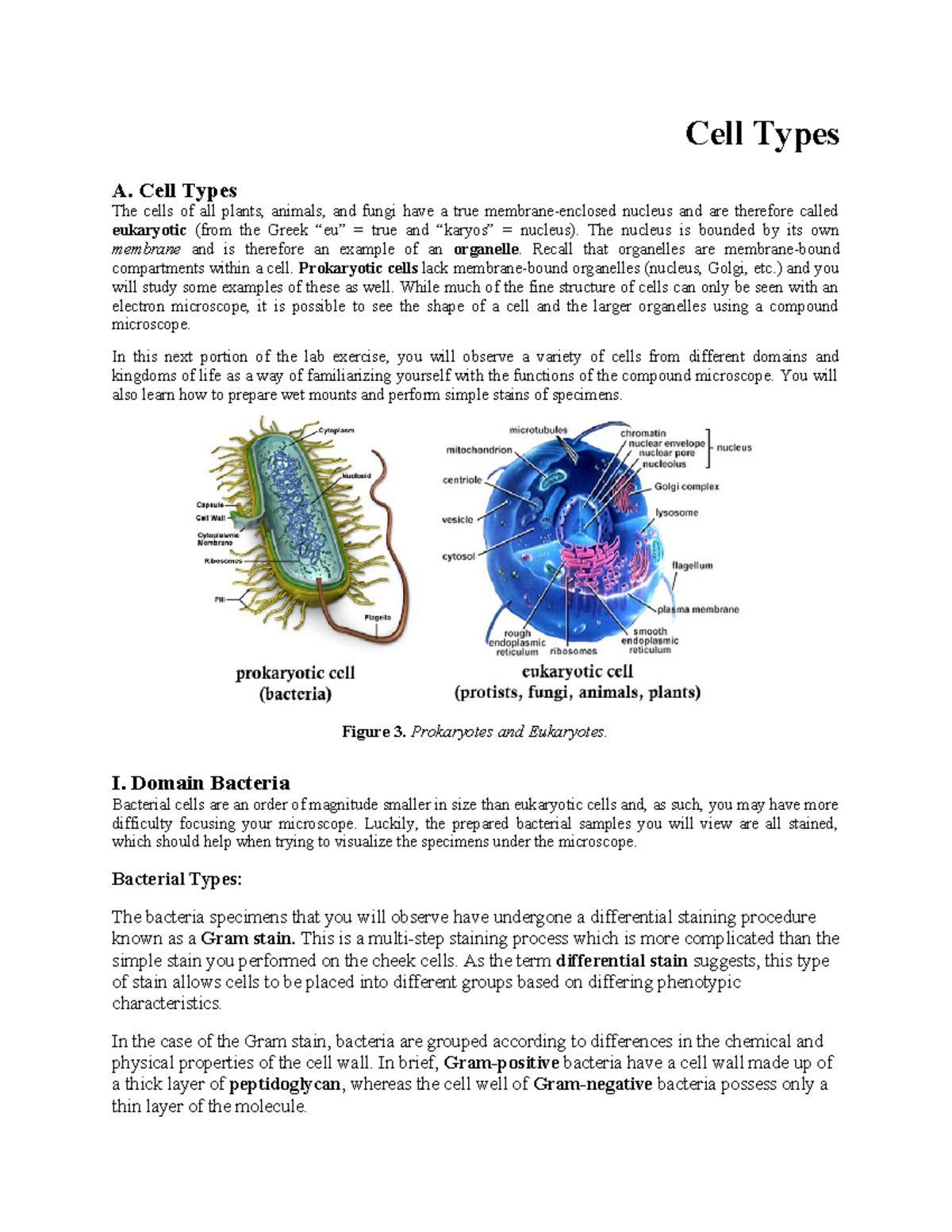 Lab Exercise: Observing Cell Types (Bacteria, Plant, Animal) - Studocu