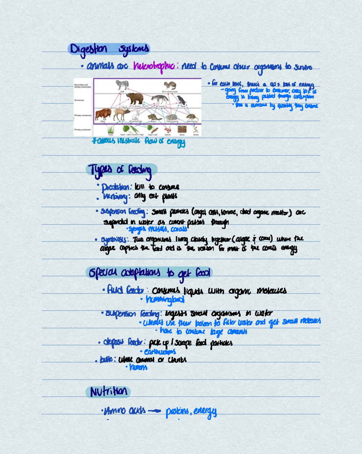 Biology 101: Exam 1 Notes on Animal Digestion and Energy Systems - Studocu