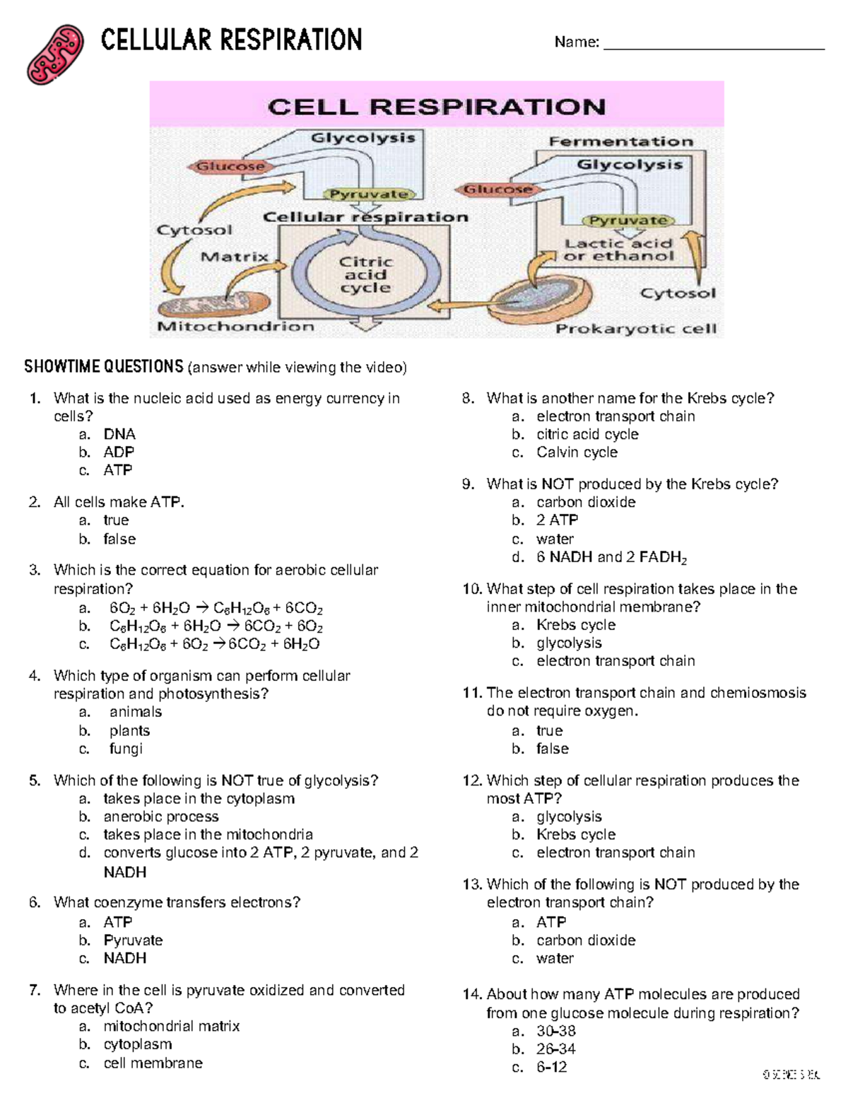 CELL 101: Cellular Respiration Worksheet & Video Questions - Studocu