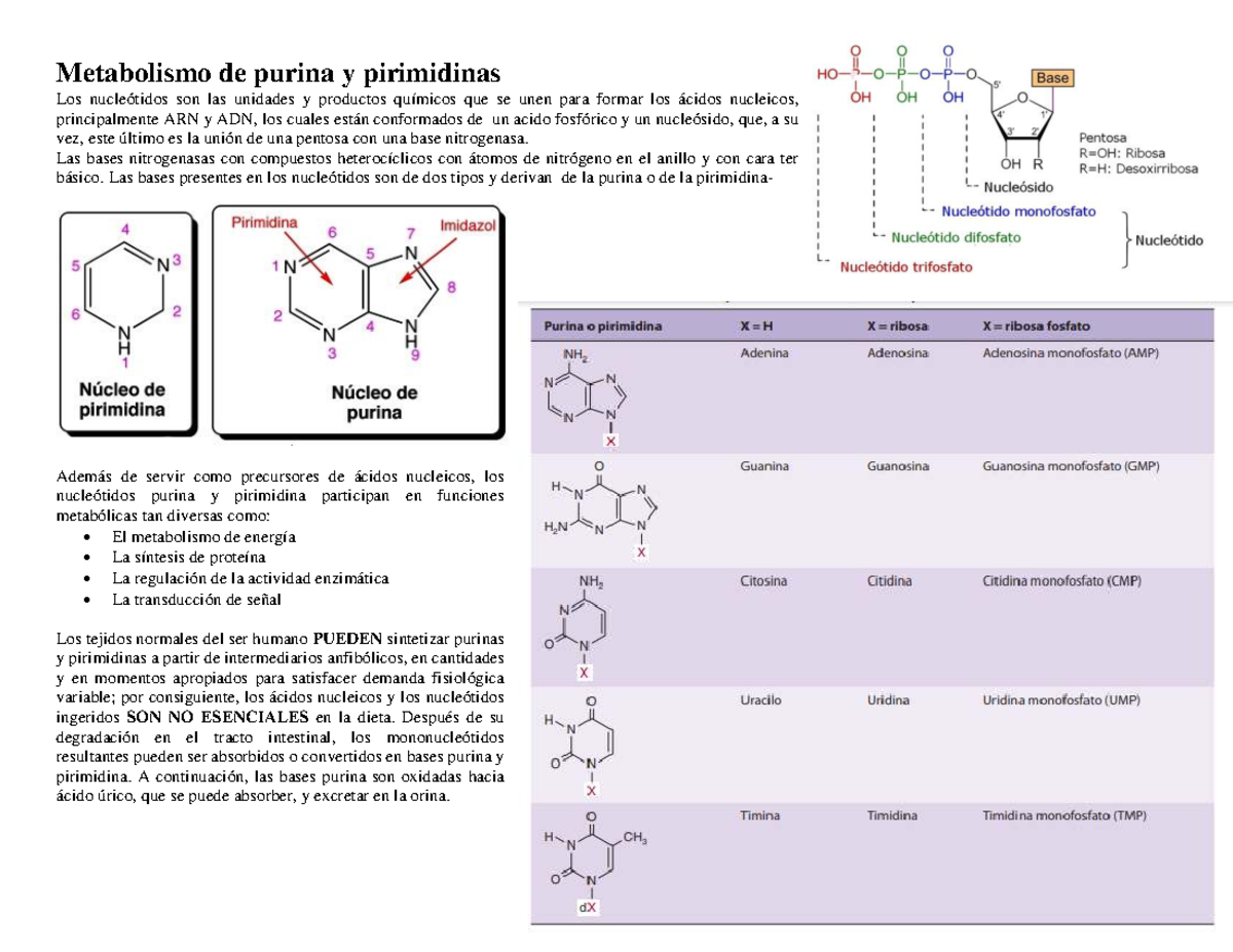 Metabolismo De Purinas Y Pirimidinas Nucleótidos Y Funciones Studocu