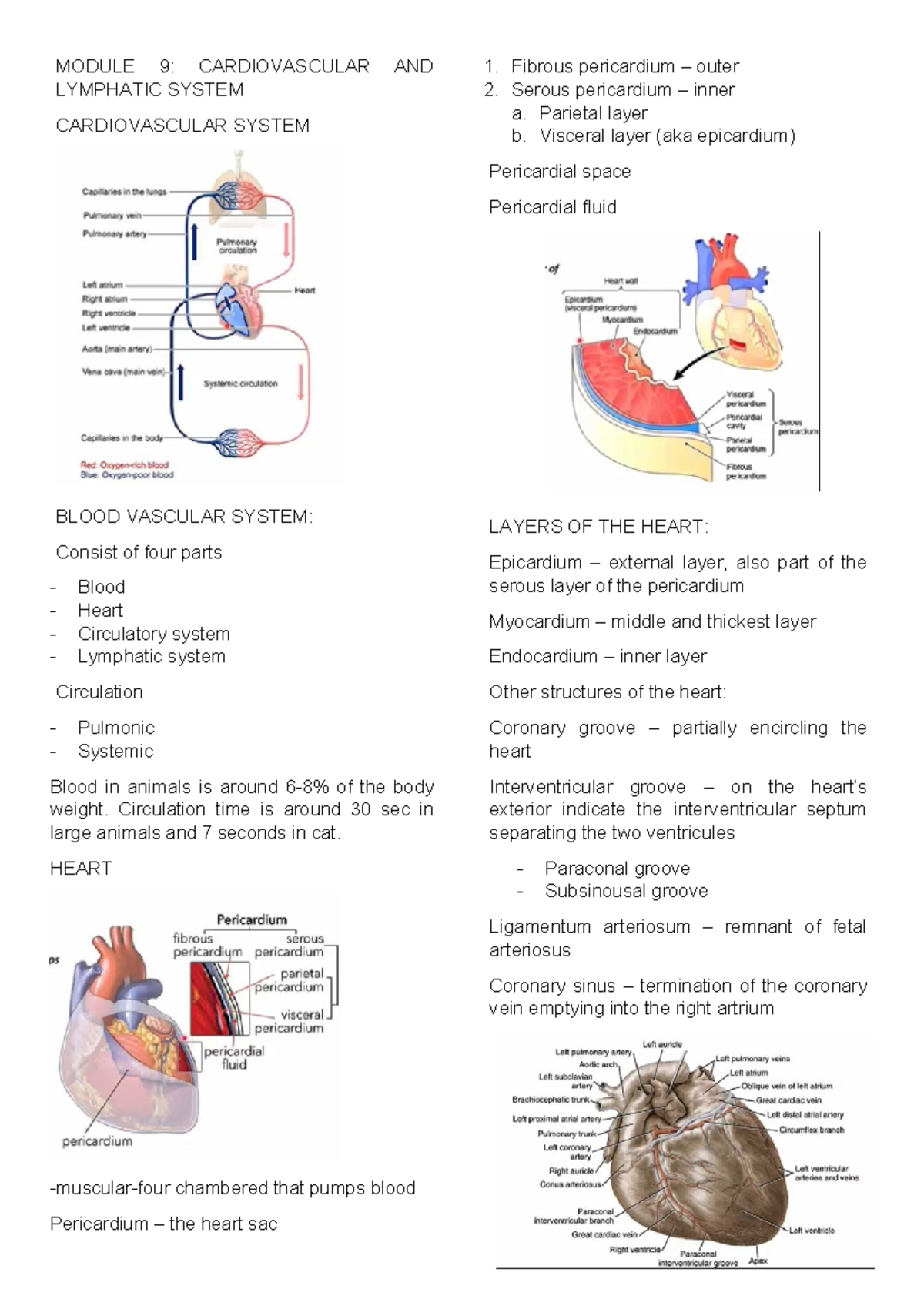 Module 9: Cardiovascular & Lymphatic System Overview - Studocu