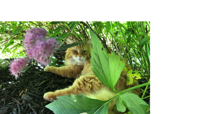 Principle of Animal Behaviour: Learning & Memory (PSY 101) - Studocu