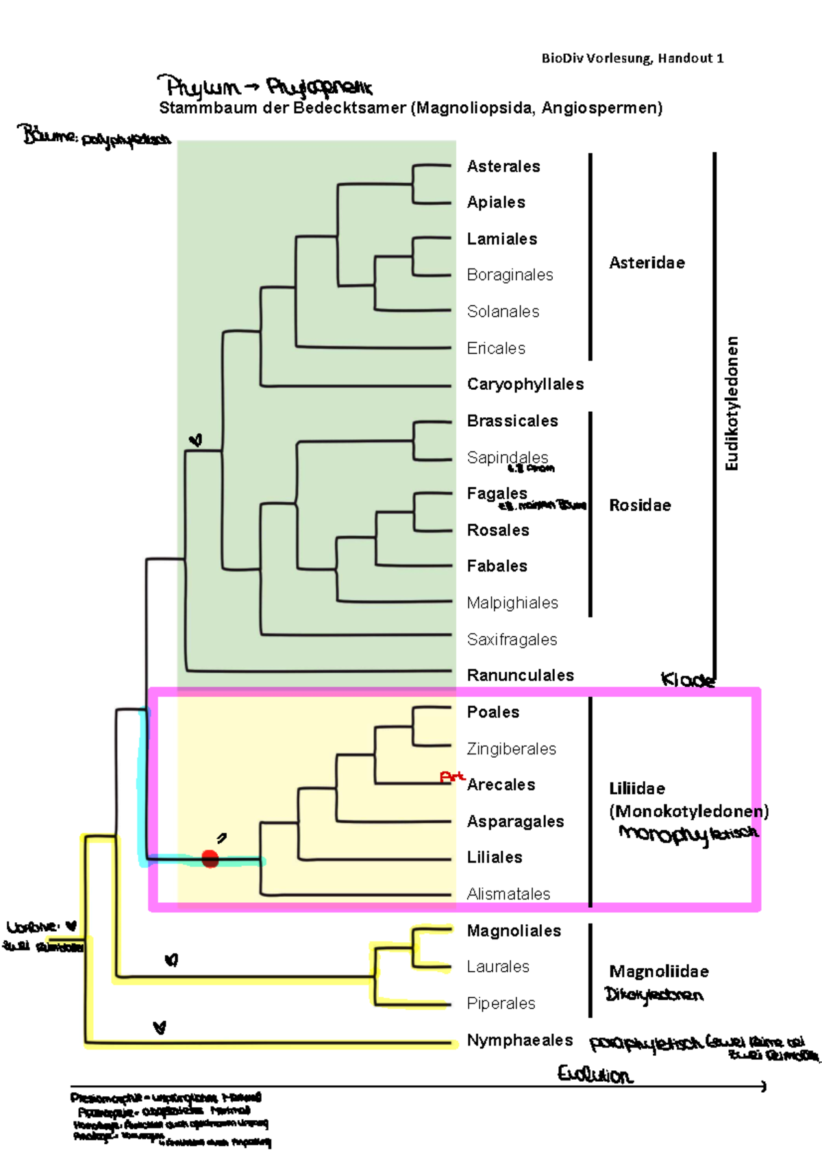 Handout 1 Stammbaum Angiospermen 2025 - BioDiv Vorlesung, Handout 1 ...