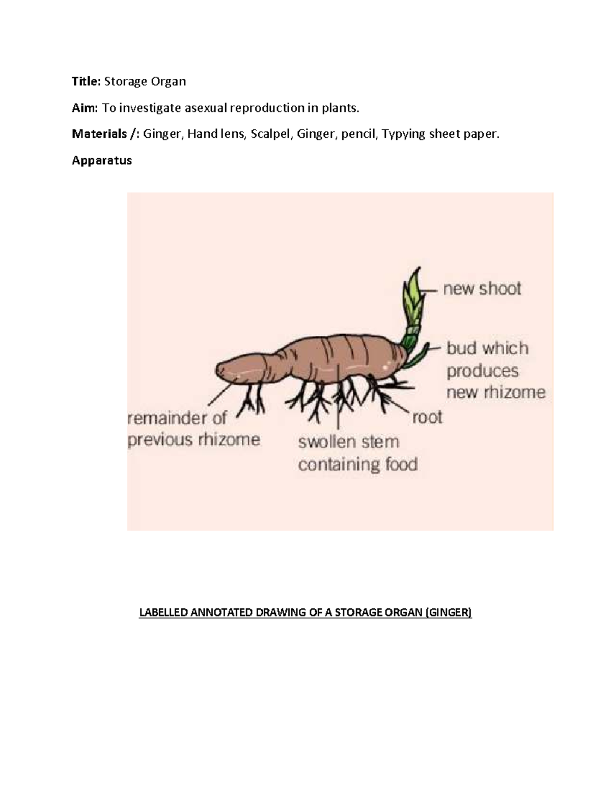 LAB 1 - Drawing of Storage organs in plants (Ginger, onion - Integrated ...