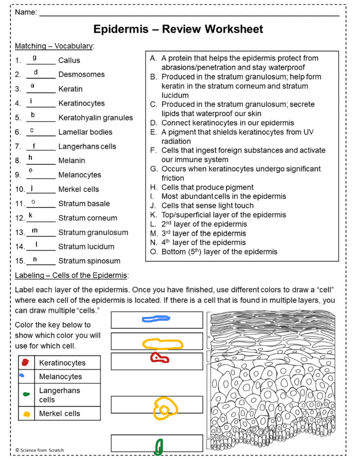 Epidermis Review Worksheet - a b c d e f g h i j k l m o n - Studocu