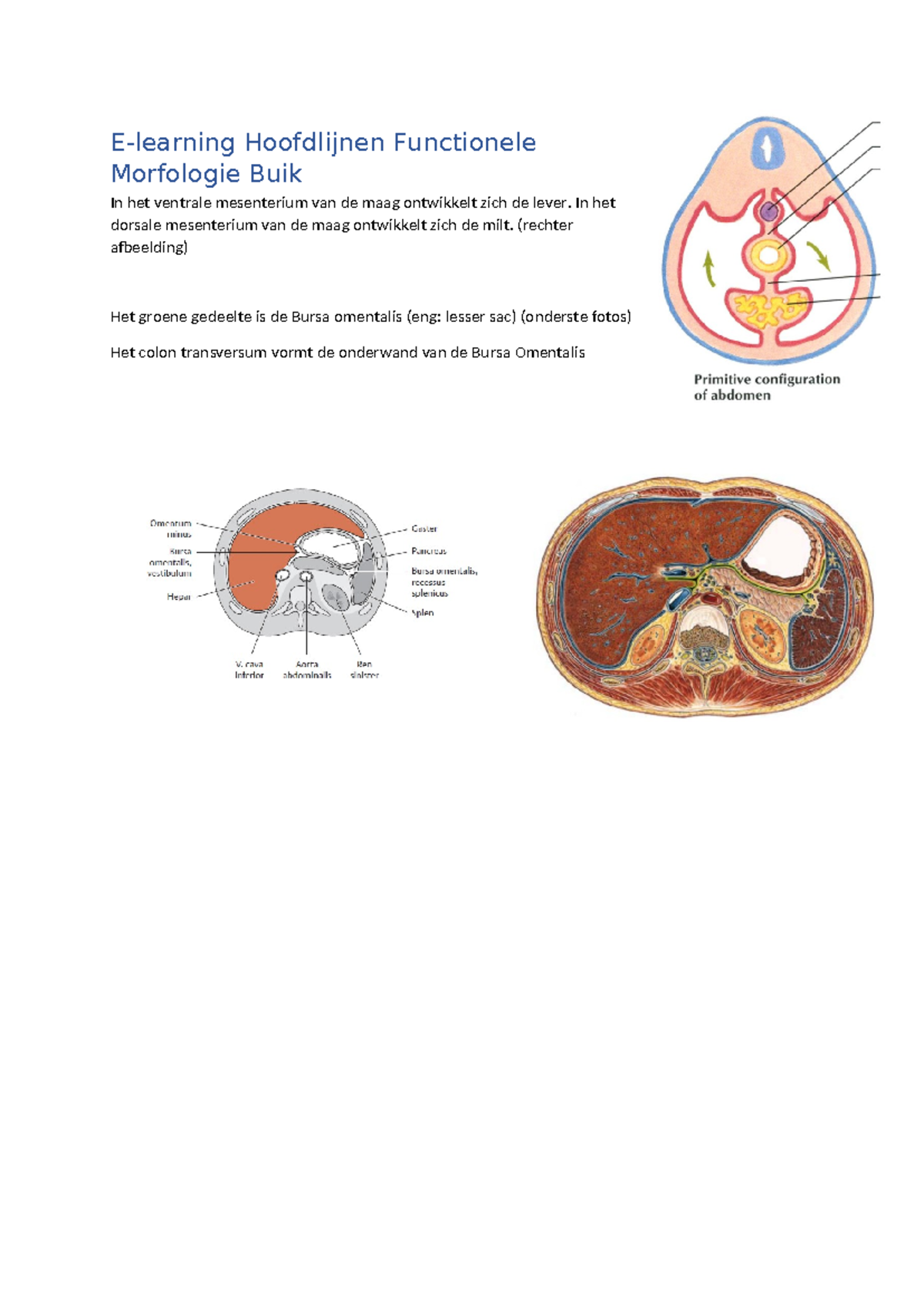 Samenvatting E-learning: Anatomie en Fysiologie van de Buikholte ...