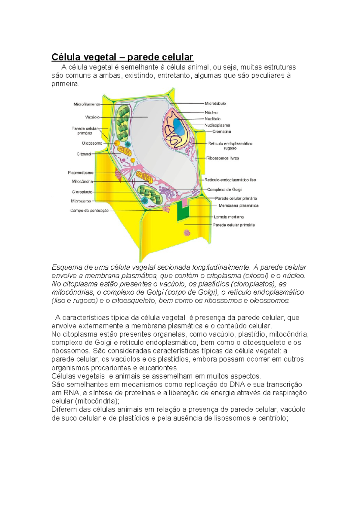Conteúdo 01 - Célula Vegetal - Zootecnia - 2025 - Célula vegetal ...