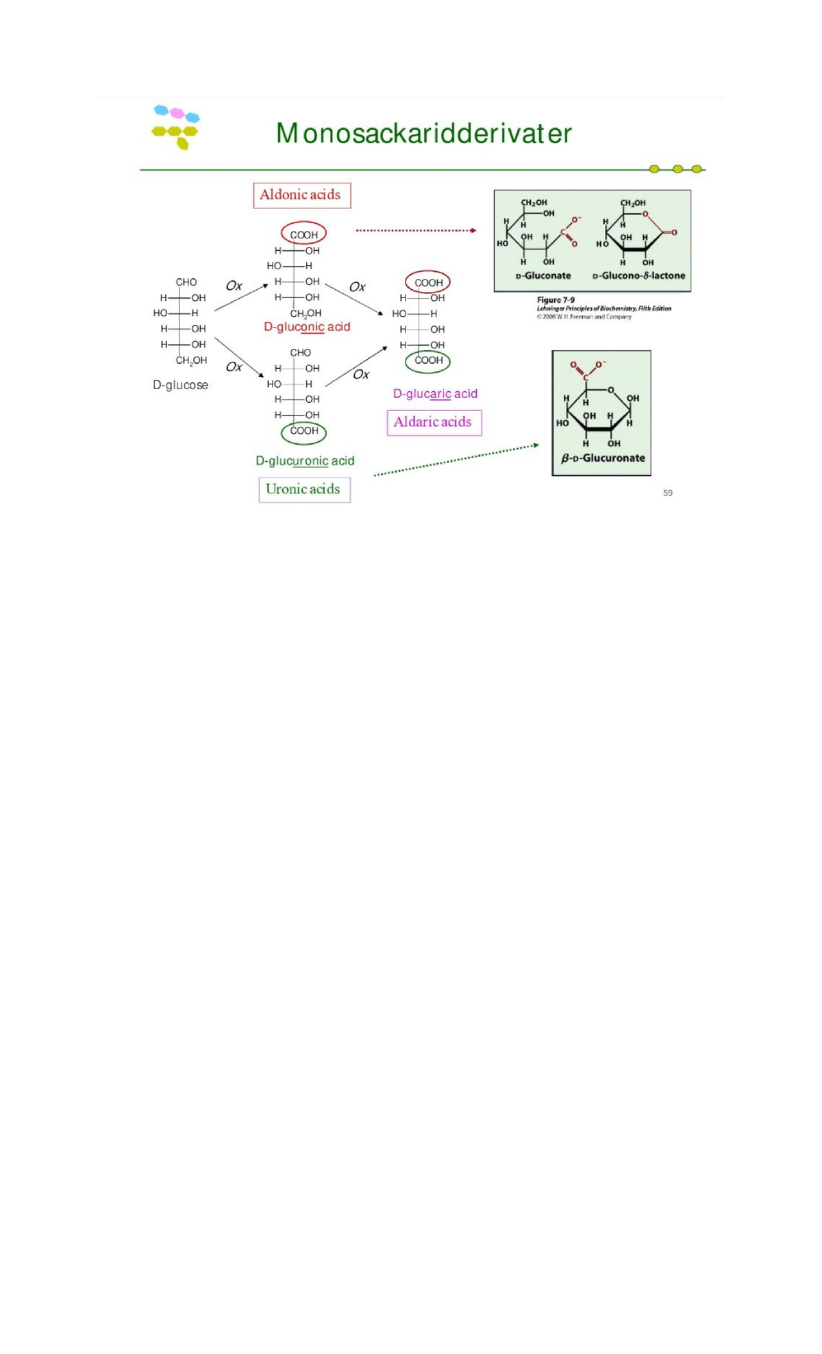 Monosaccharide Derivatives: Aldonic and Uronic Acids (786) - Studocu