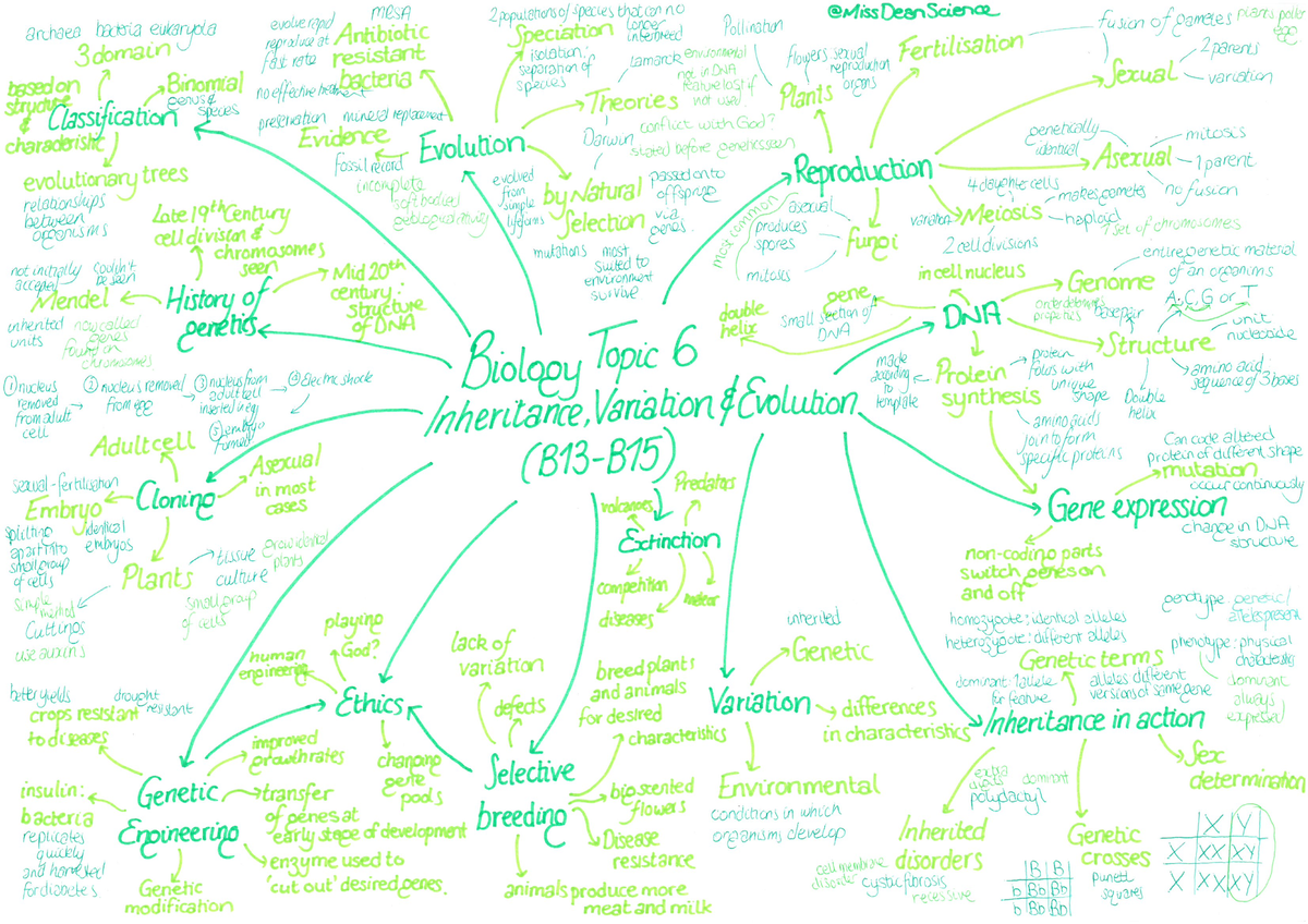 Biology Topic 6 Mind map - evolverapid MRSA archaea bactria eukaryola ...