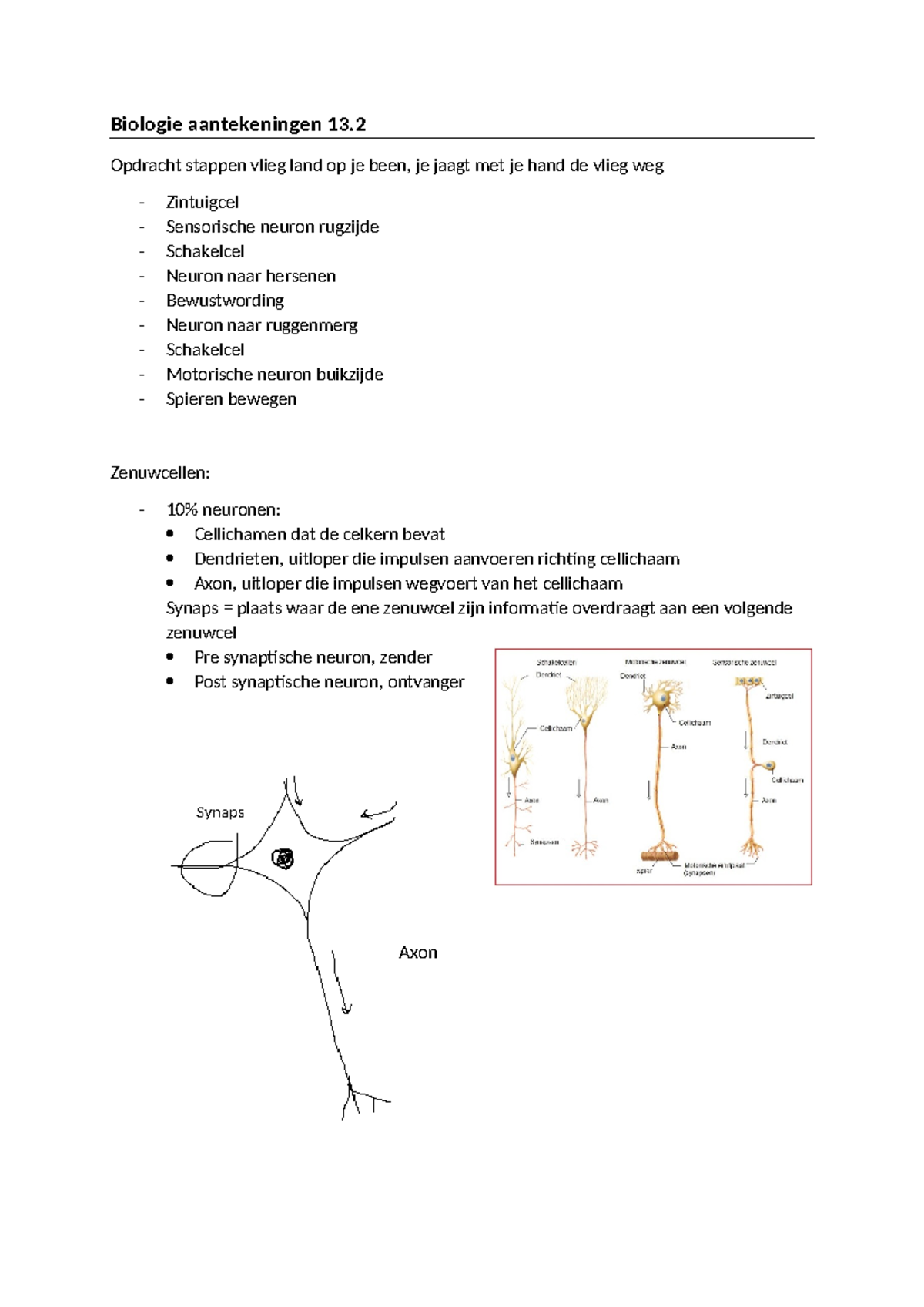 Biologie aantekeningen: Hoofdstuk 13 - Zenuwcellen en Hun Functies ...