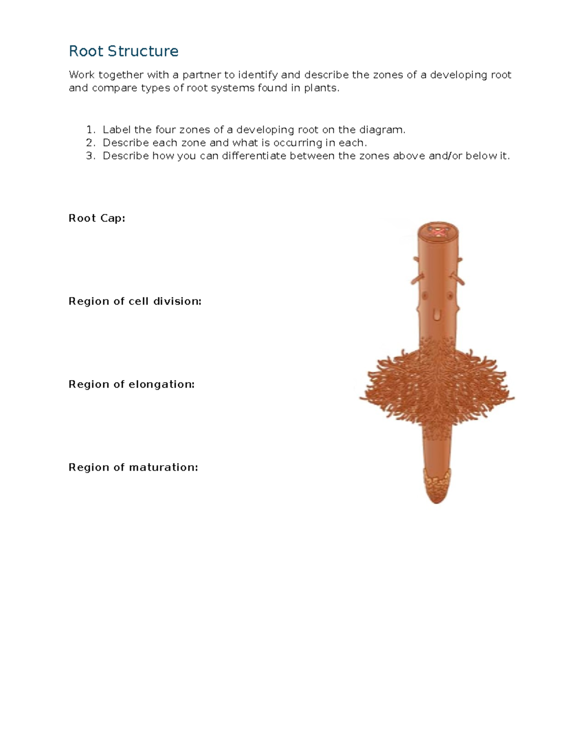 Root Development Zones Activity: Identifying and Describing Root ...