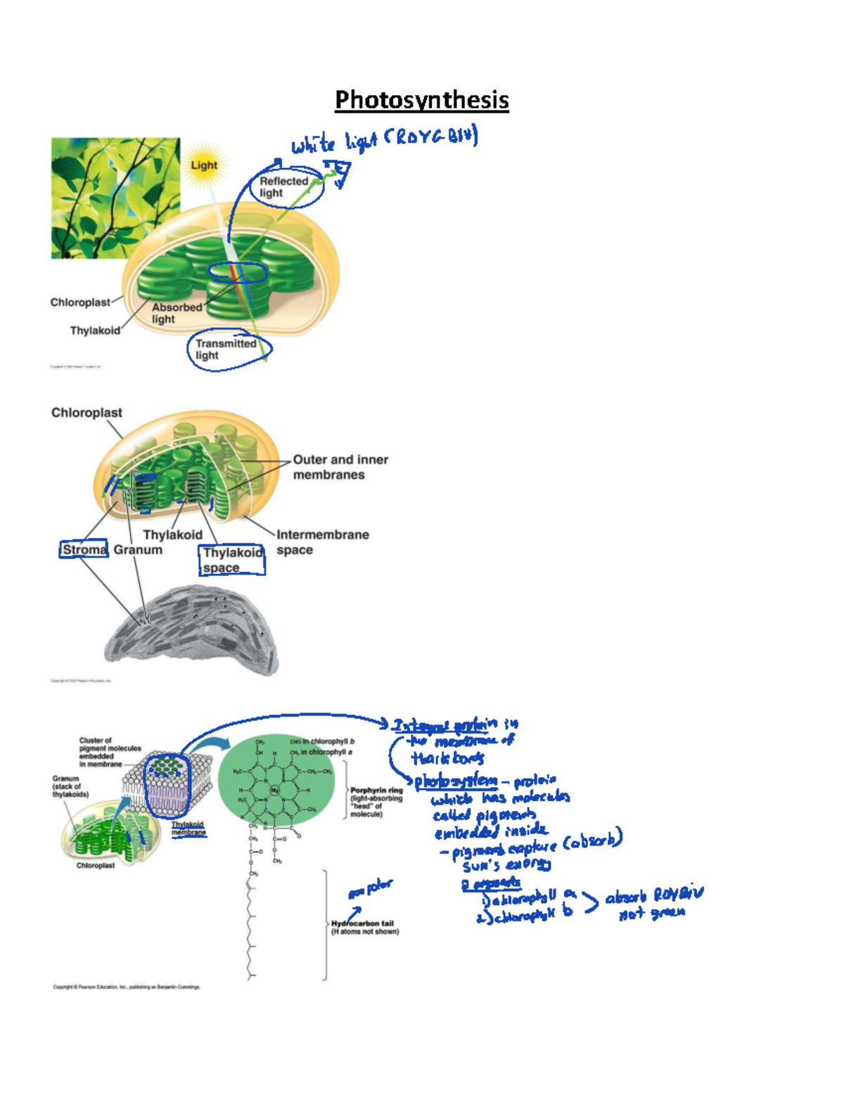 Photosynthesis Class Notes (BIO101) - Light Reactions & Calvin Cycle ...