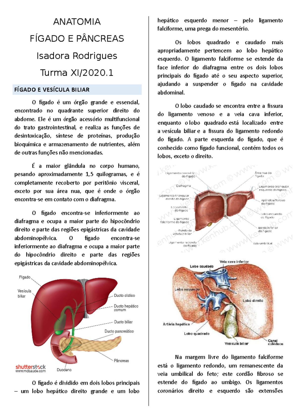 Lobulos Da Anatomia Do Figado Fígado: Características Gerais,