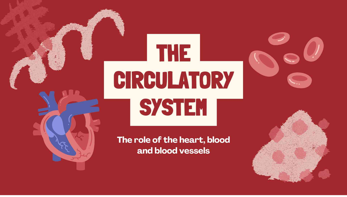 Circulatory System Overview: Heart, Blood, and Vessels Explained - Studocu