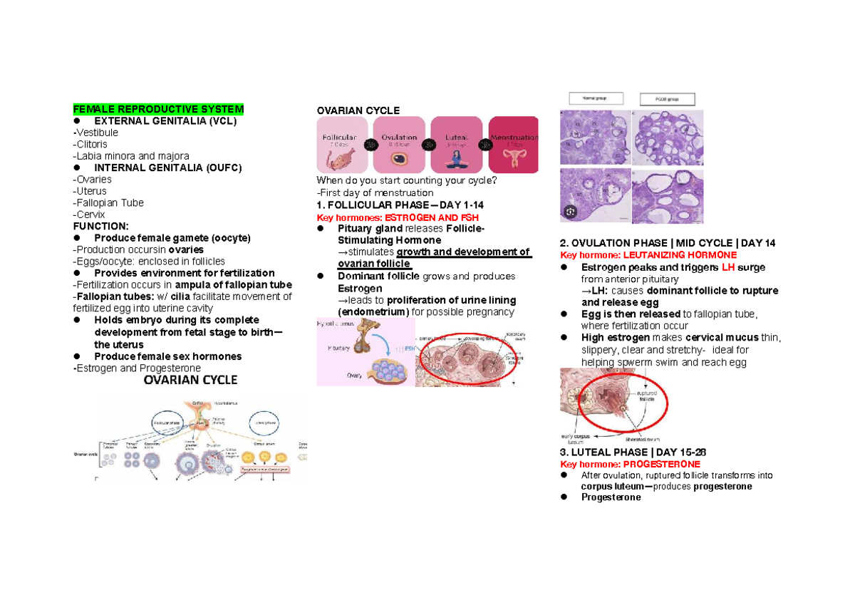 Female Reproductive System Overview (VCL & OUFC) - Studocu