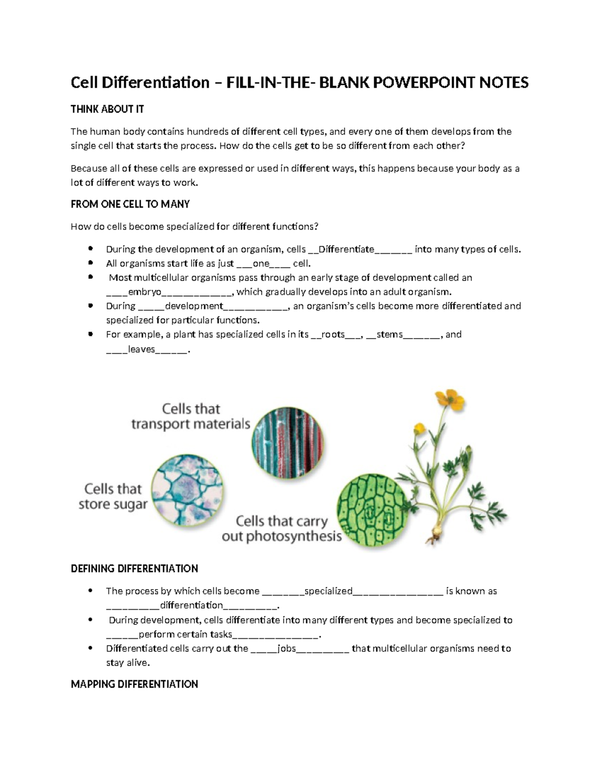 BIO101: Cell Differentiation PowerPoint Notes - FILL-IN-THE-BLANK Guide ...