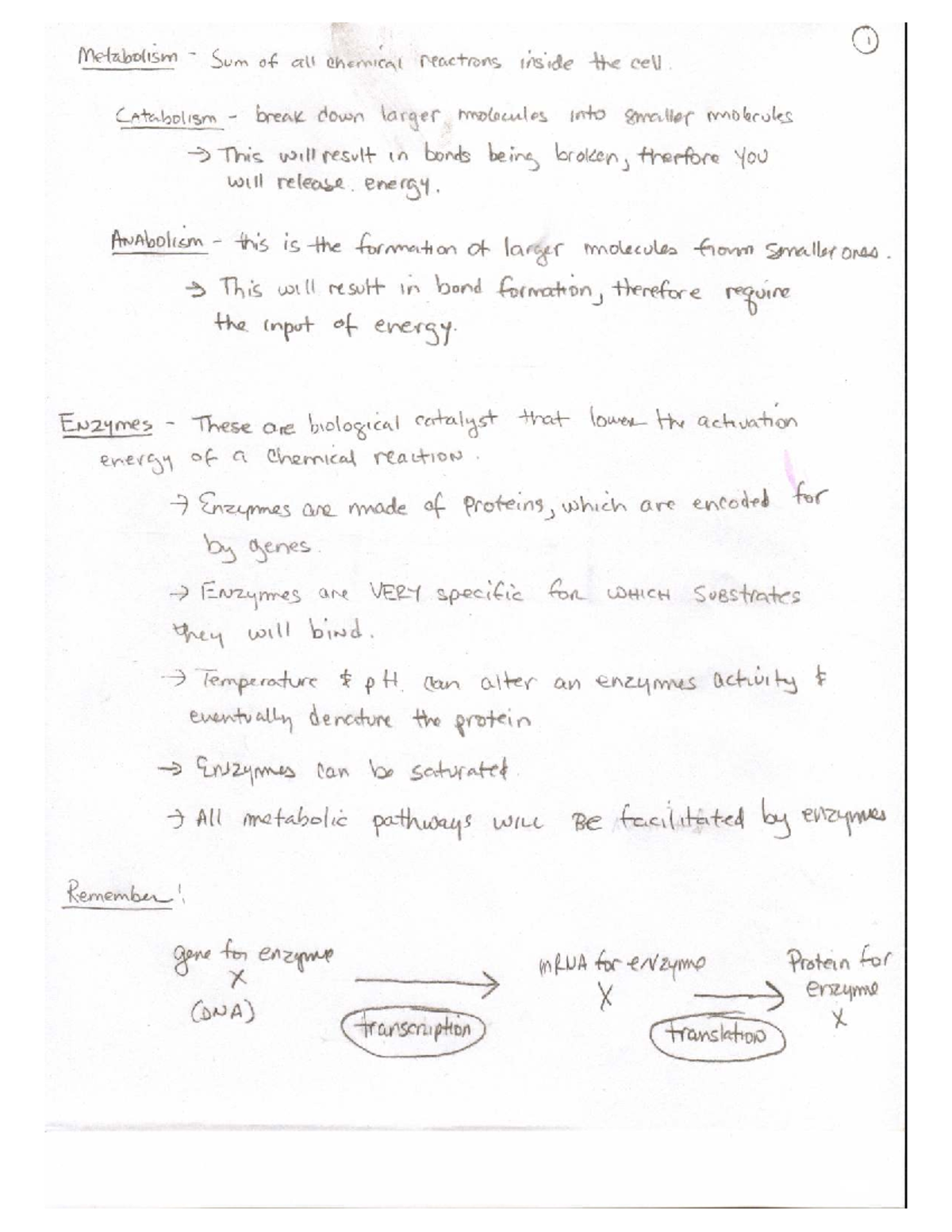 Chapter 5 - Microbial Metabolism Review Sheet 2: Key Concepts and ...