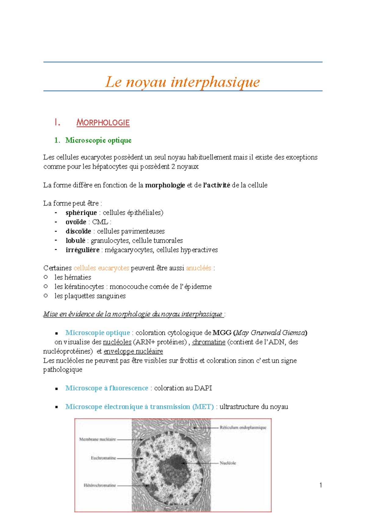15. Noyau interphasique - Le noyau interphasique I. MORPHOLOGIE 1 ...
