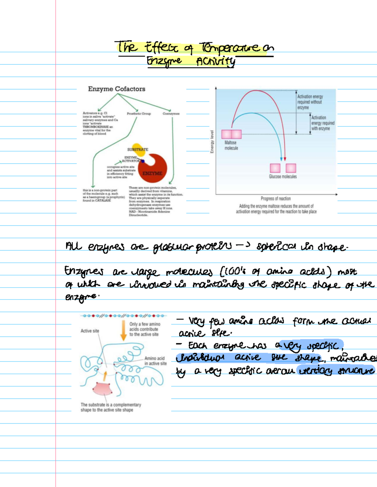 The Effect of Temperature on Enzyme Activity - BIO 101 Lecture Notes ...