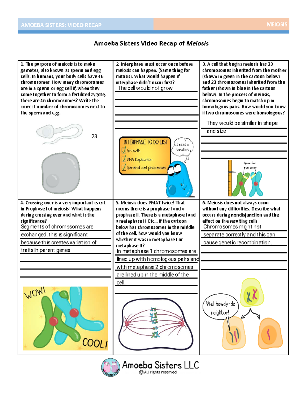 Amoeba Sisters: Video Recap on Meiosis Overview and Insights - Studocu