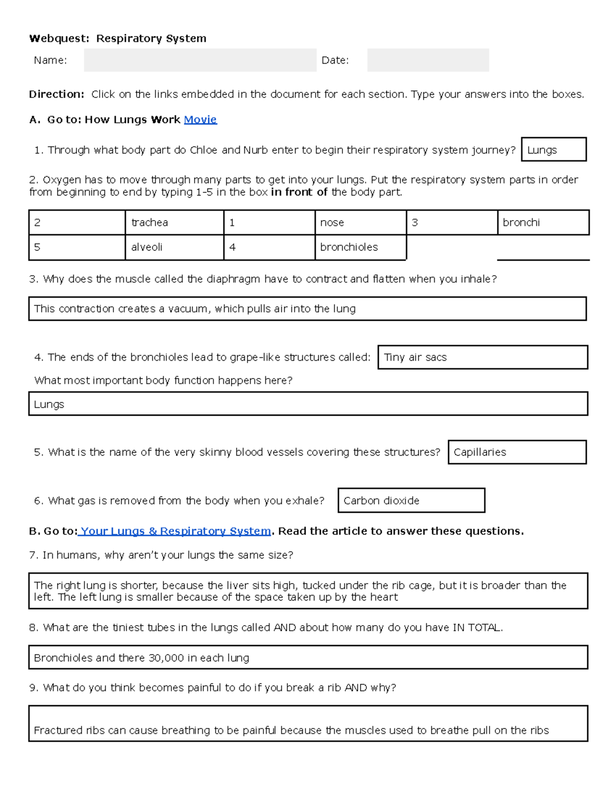 Webquest on the Respiratory System - Overview and Key Concepts - Studocu