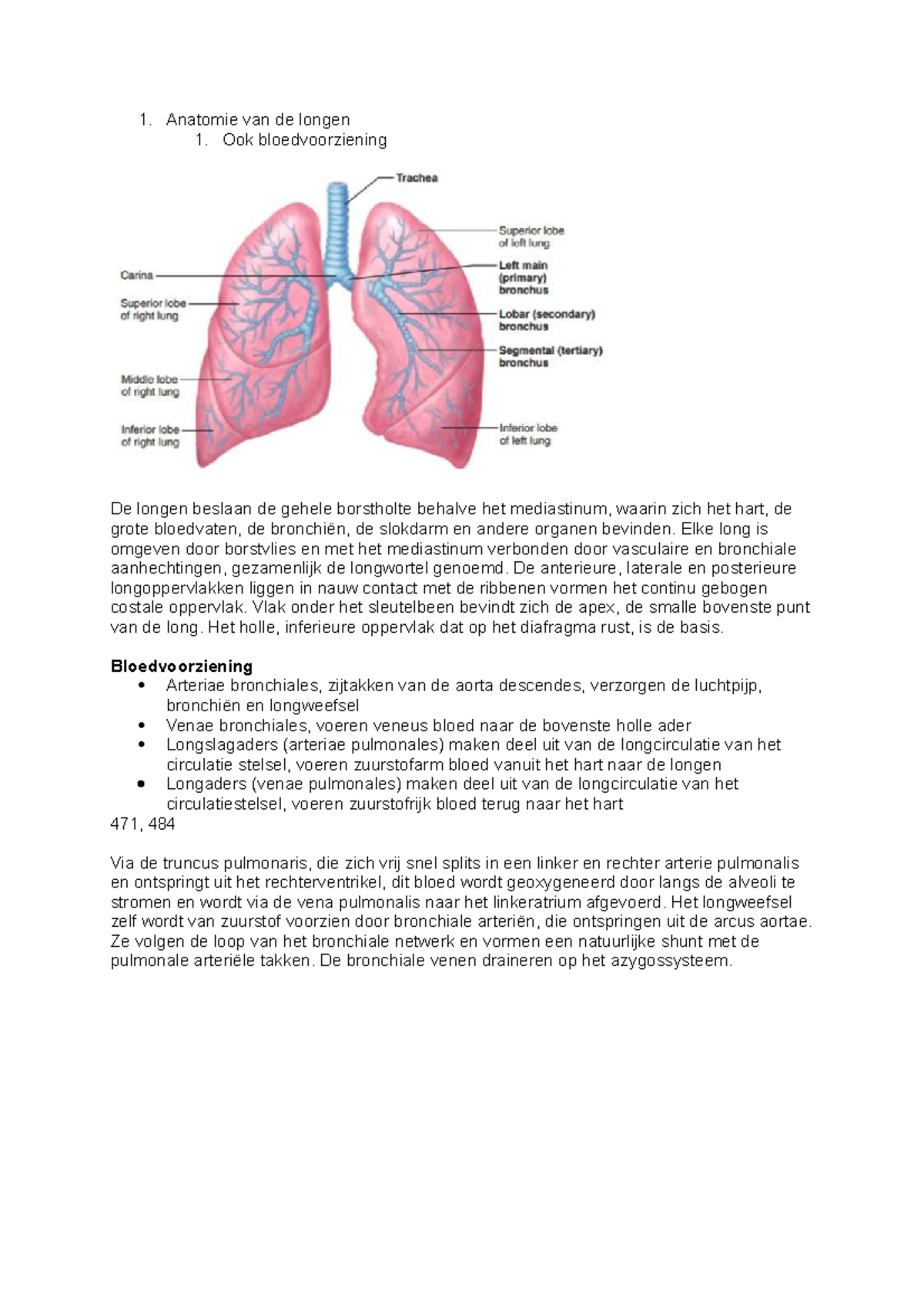 Blok 2 Casus 5: Anatomie, Histologie en Innervatie van de Luchtwegen ...
