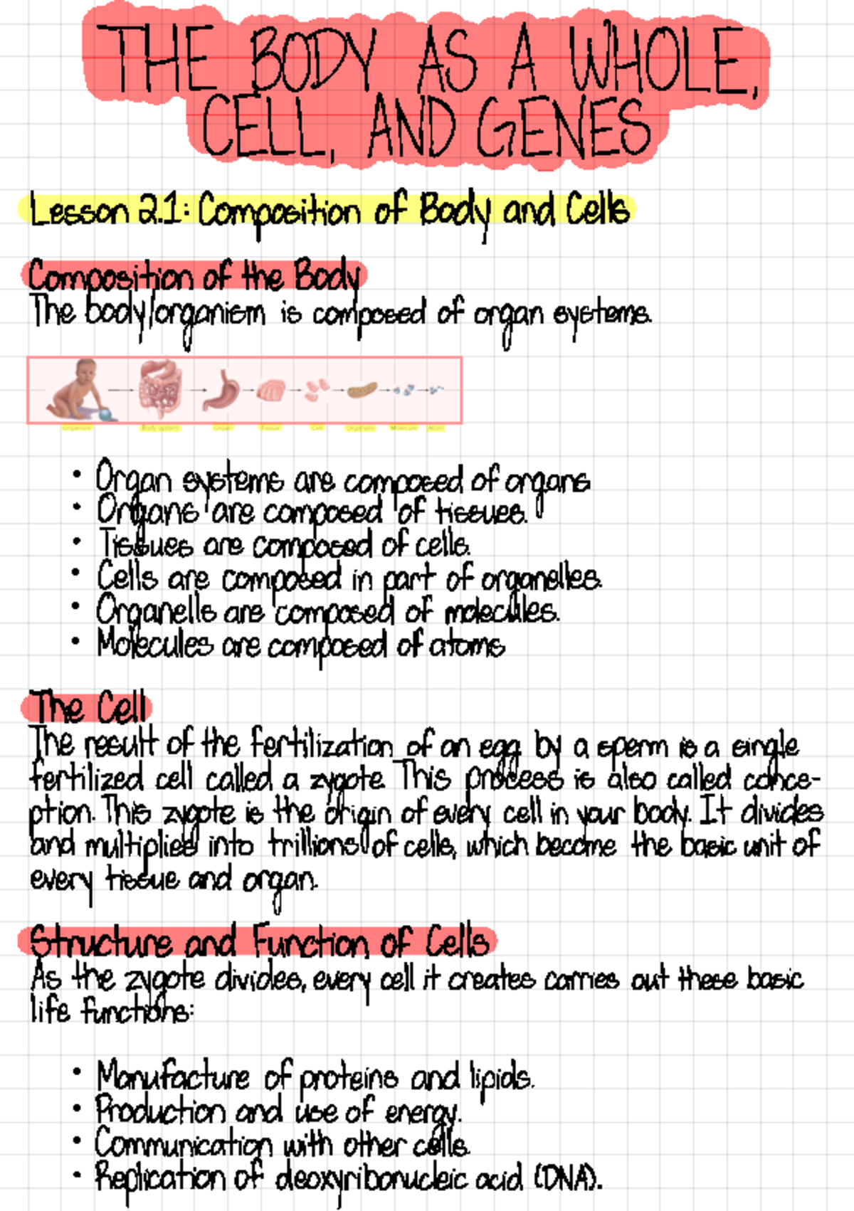 Body Composition, Cellular Structure & Gene Functions - Lesson 2 - Studocu