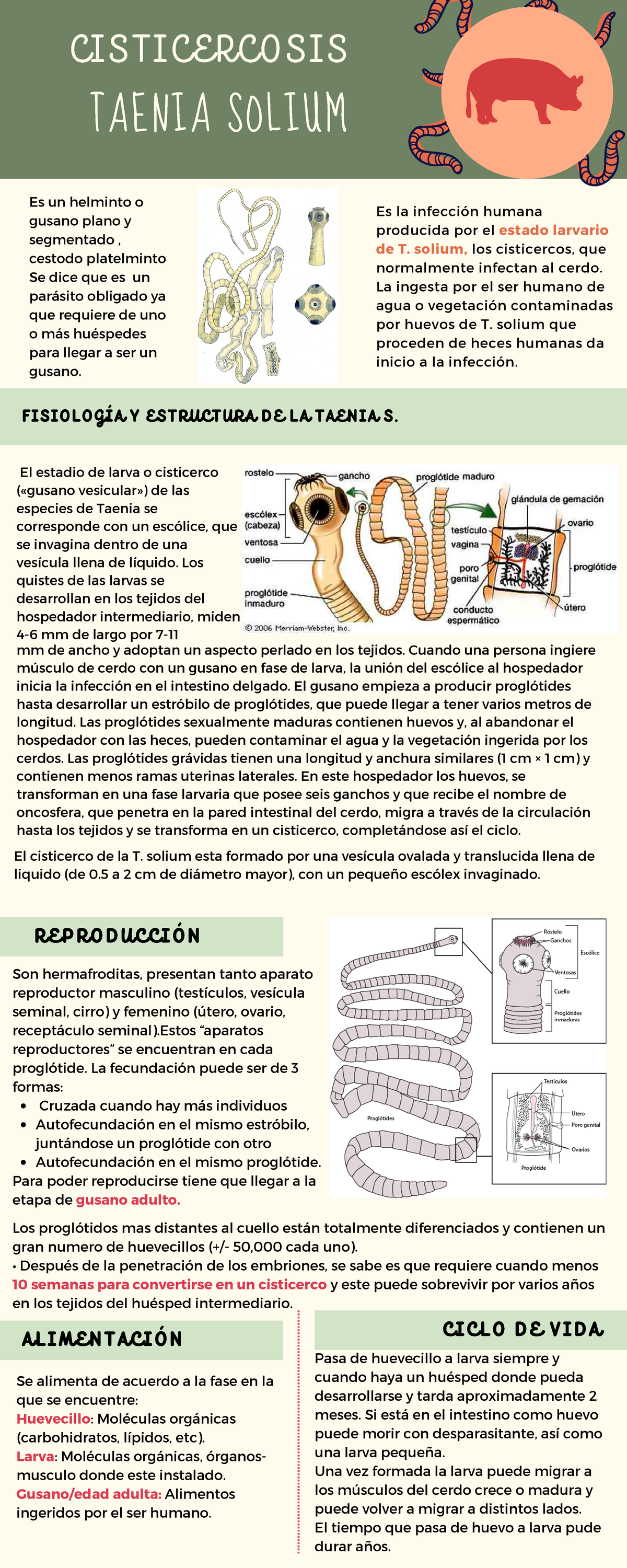 Cisticercosis y Taenia Solium: Estructura, Reproducción y Ciclo de Vida ...