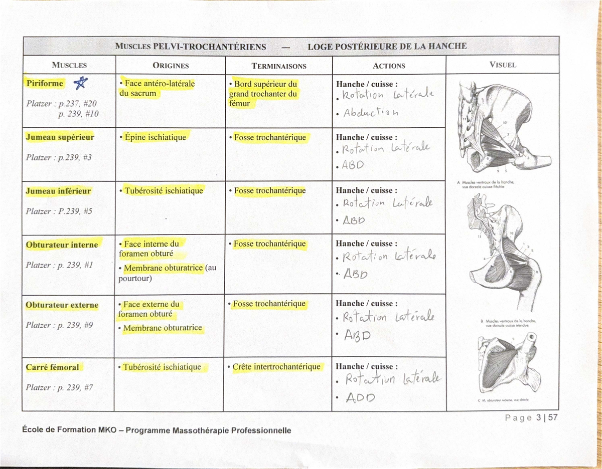 Guide d'Étude pour l'Examen Final: Muscles de la Hanche - ABC123 - Studocu