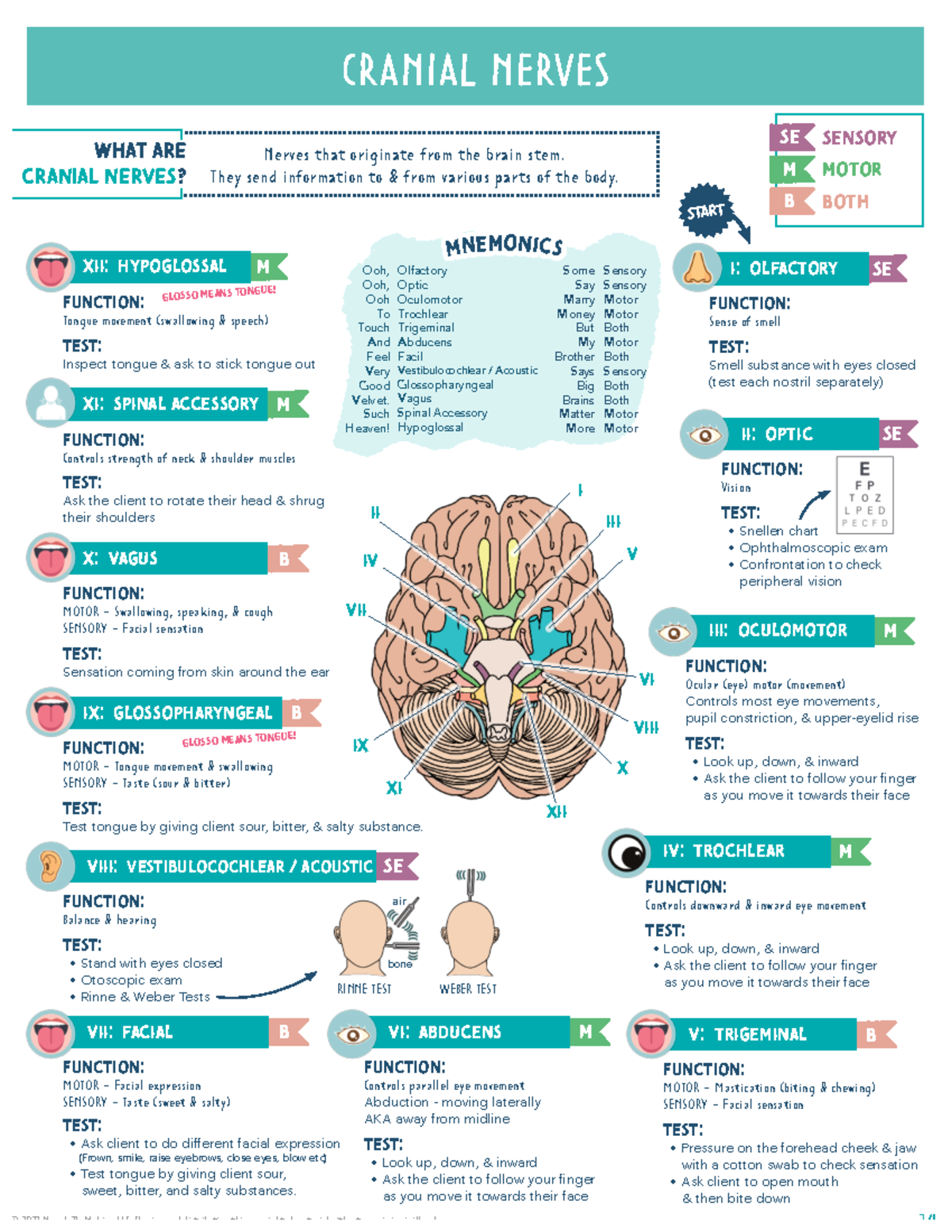 Cranial nerves - CRANIAL NERVES Nerves that originate from the brain ...