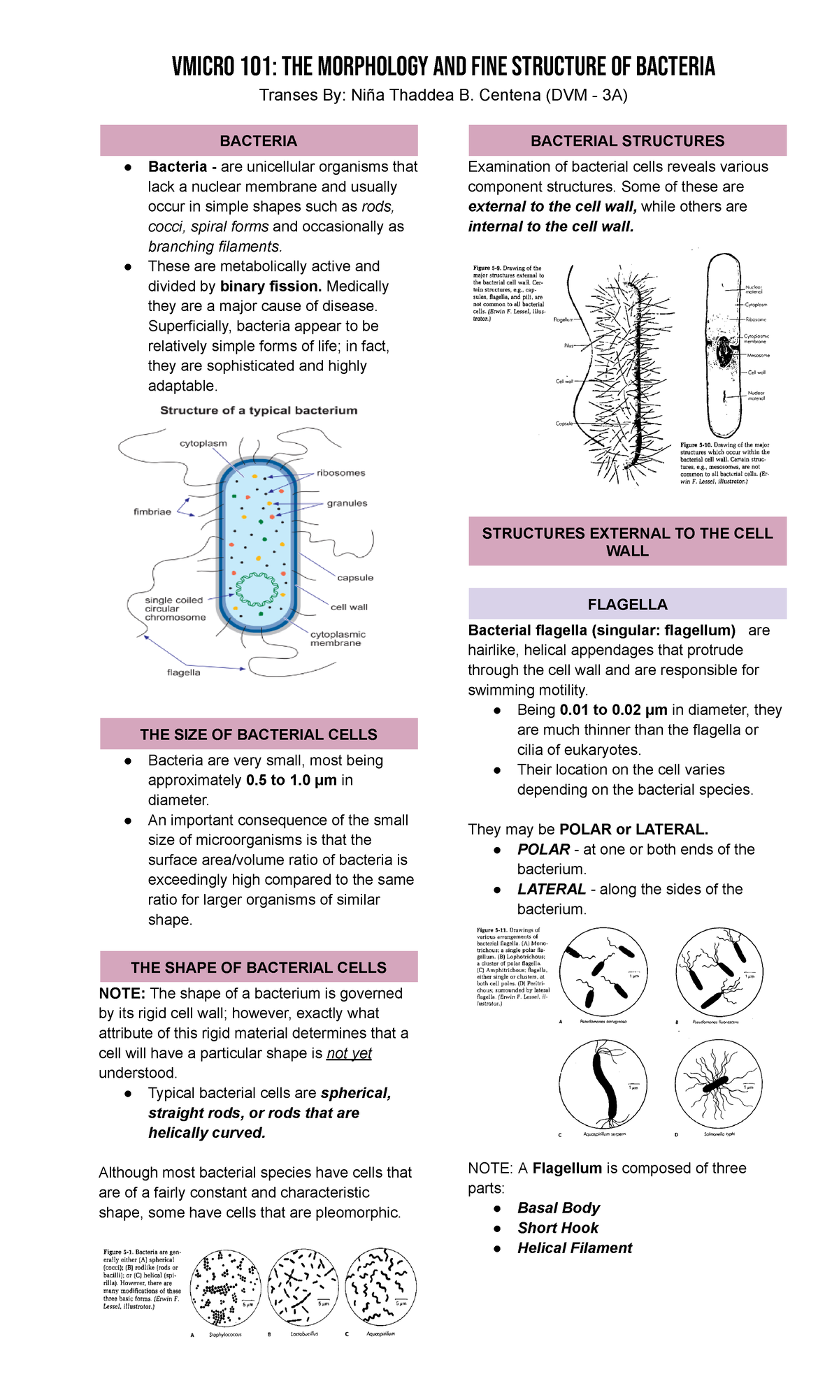 VMicro-101 - Morphology and Structure of Bacterial Cells by Centena ...