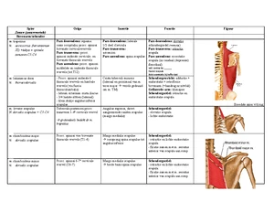 Spieren van de Romp: Anatomie en Functies van Belangrijke Spieren - Studocu