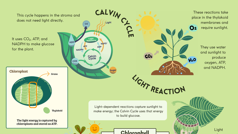 Photosynthesis Overview: Calvin Cycle & Light Reactions - Studocu