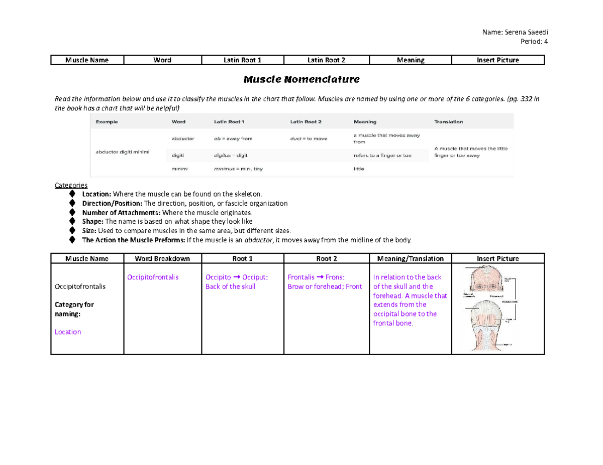 Muscle Nomenclature: Classification and Latin Roots Guide (PERIOD 4 ...
