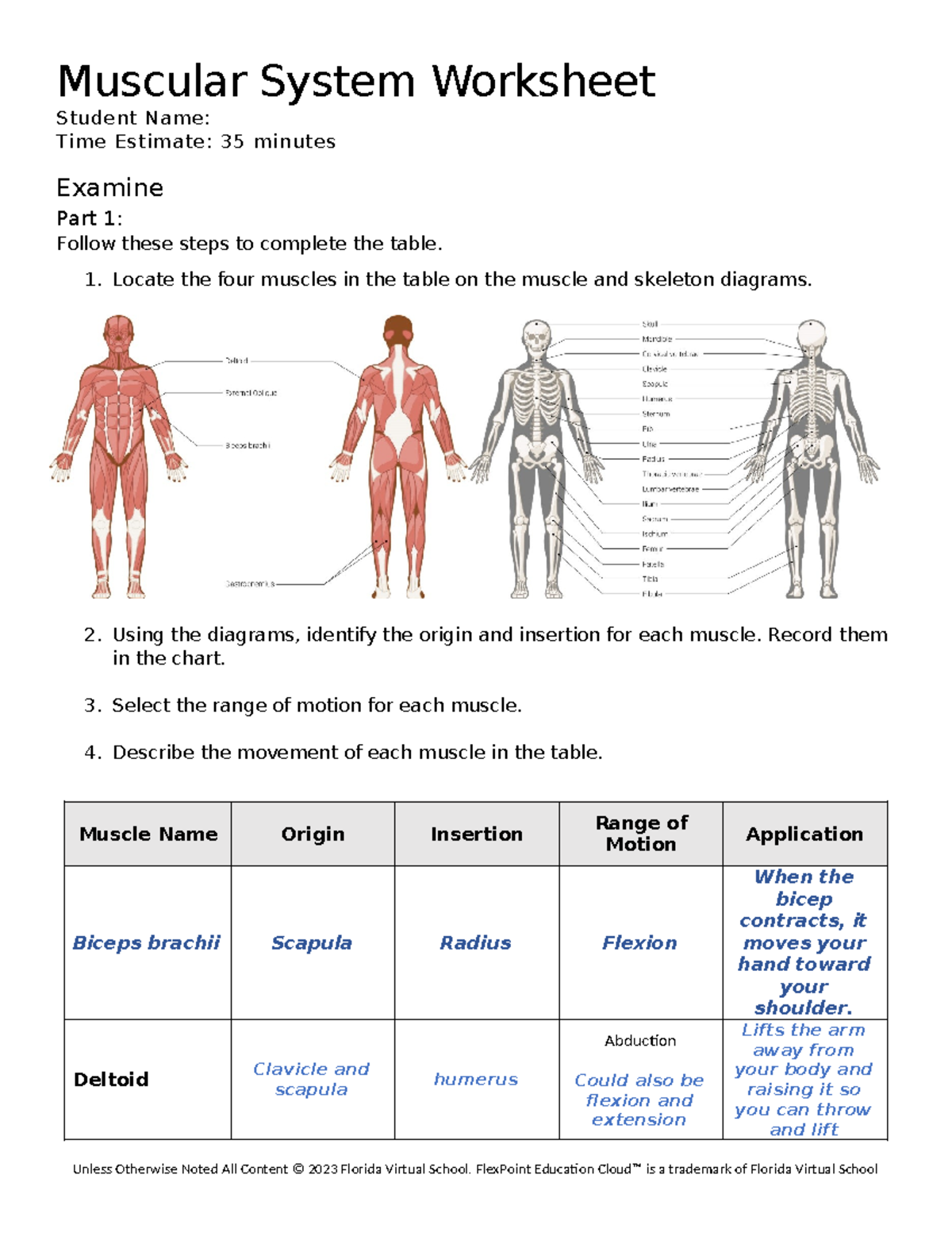 Muscular System Worksheet - Anatomy Study Guide for Students - Studocu