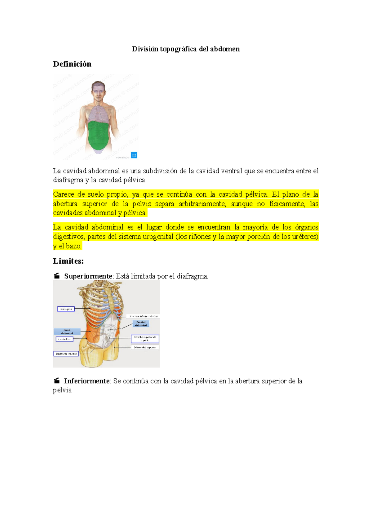 Expo de La cavidad abdominal - División topográfica del abdomen ...