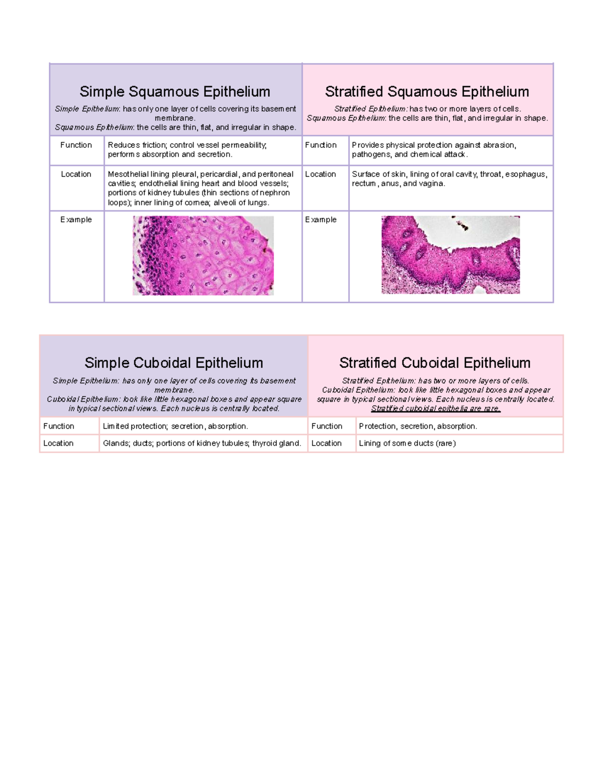 Tissues Overview: Simple & Stratified Epithelium C3 - Studocu