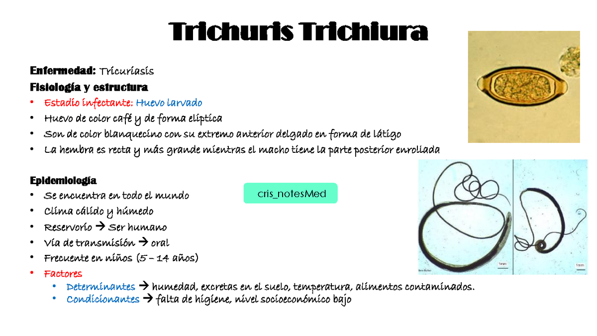 Trichuris Trichiura: Epidemiología y Tratamiento de Tricuriasis - Studocu