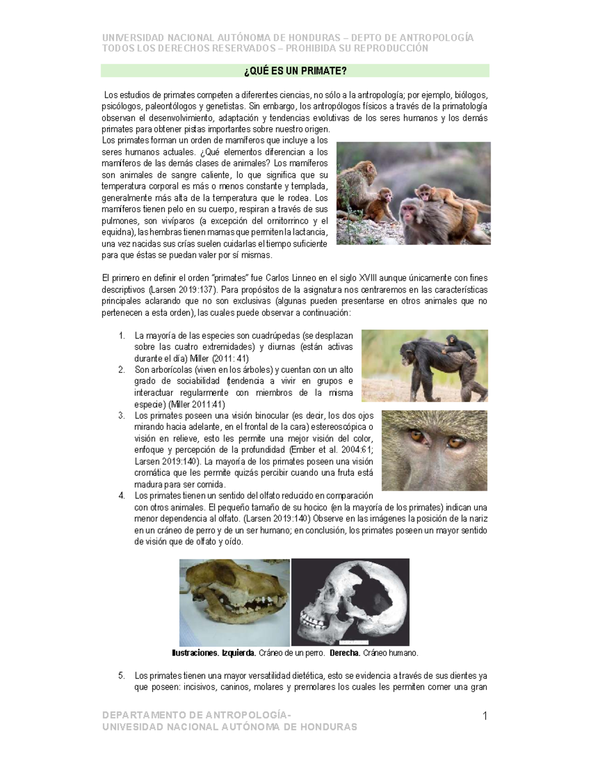 Lectura 1: ¿Qué es un primate? - DEPARTAMENTO DE ANTROPOLOGÍA UNAH ...