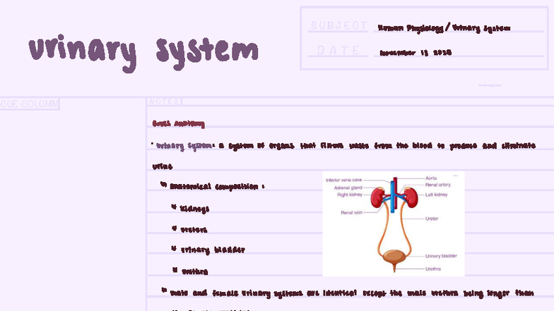 Human Physiology: Urinary System Functions & Nephron Anatomy (CUE 2025 ...