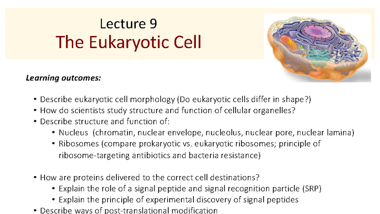 Lecture 9: Eukaryotic Cell Structure and Function Insights - Studocu