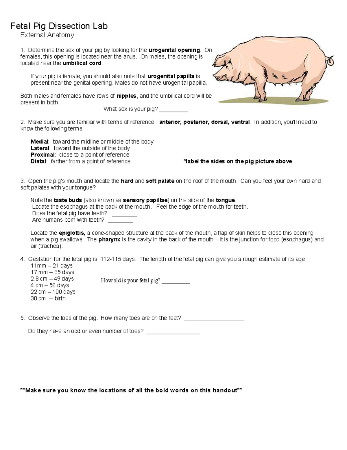 Fetal Pig Dissection Lab: External Anatomy and Organ Identification ...