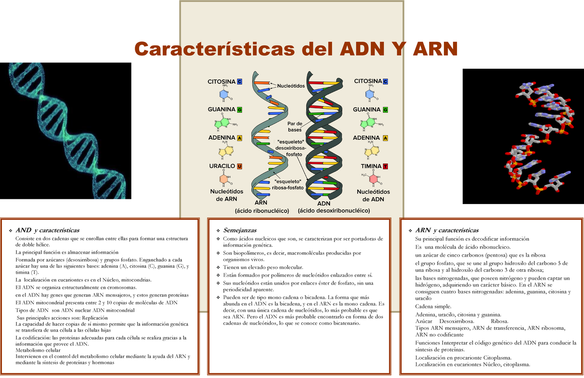 Diferencias Entre Adn Y Arn Cuadro Comparativo Notas De Biologa