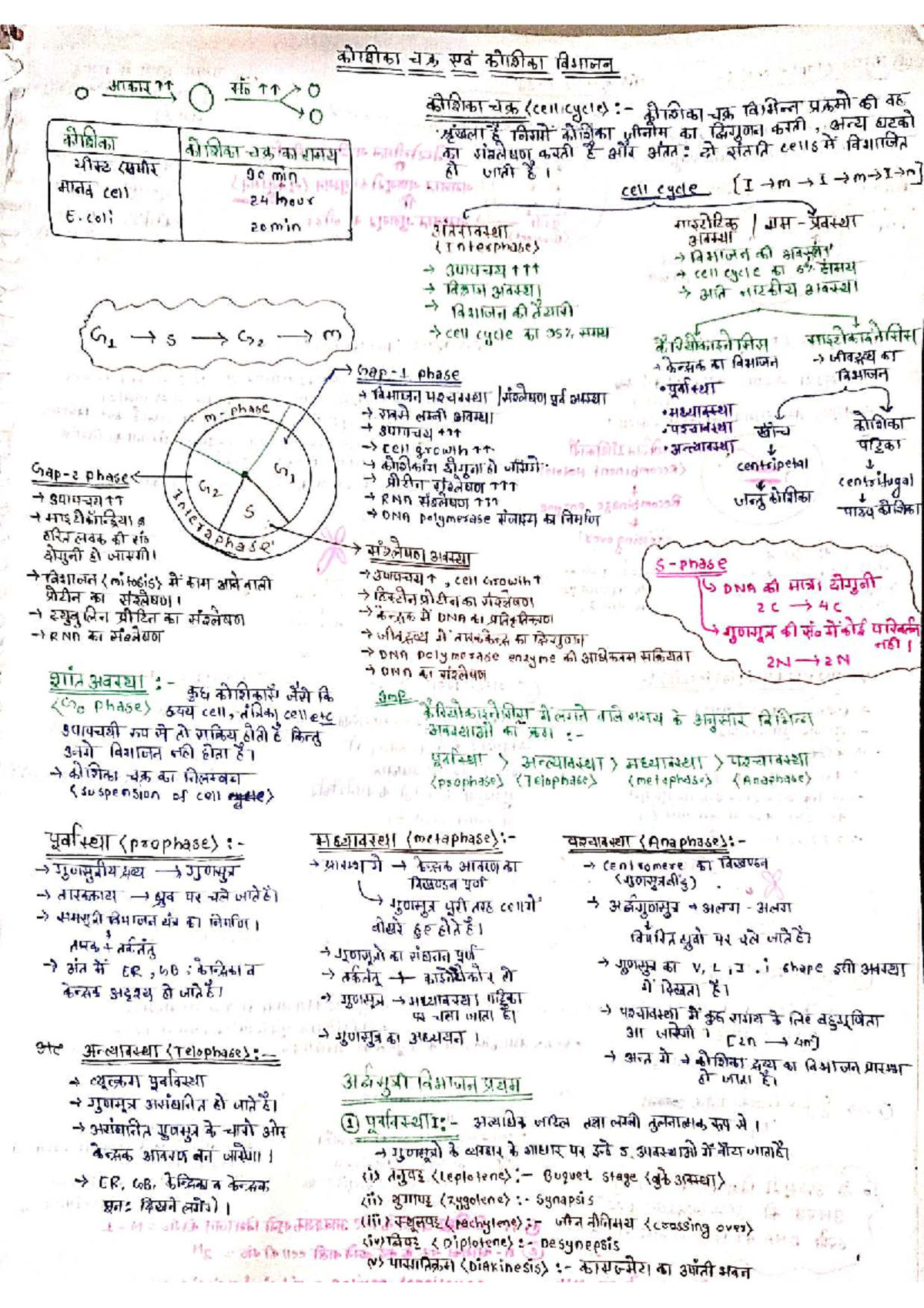 Cell Cycle and Division: A Comprehensive Study (BIO 101) - Studocu