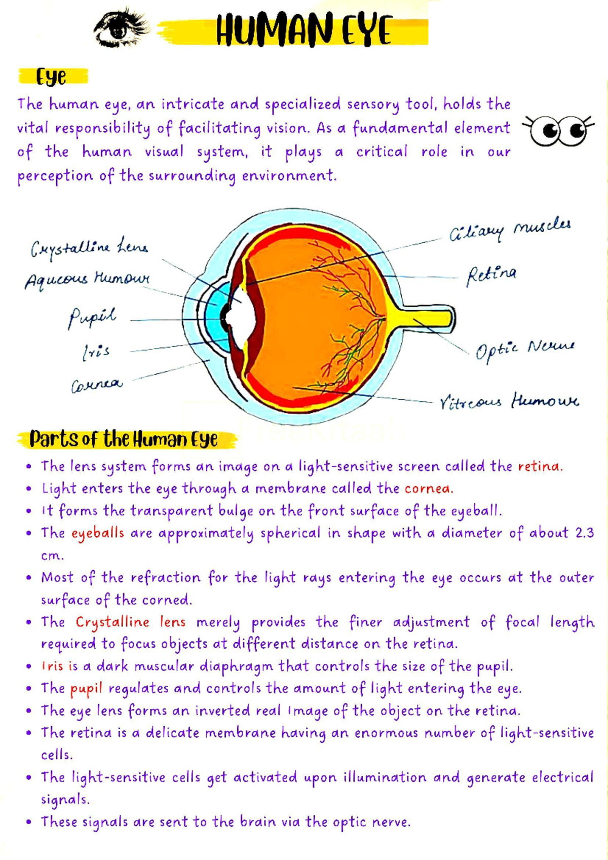 Class 10 Exam: Human Eye and Light Phenomena Notes - Studocu